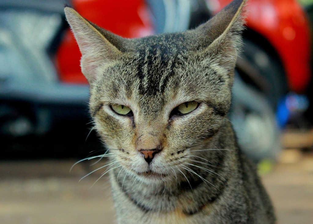 Annoyed Cats
