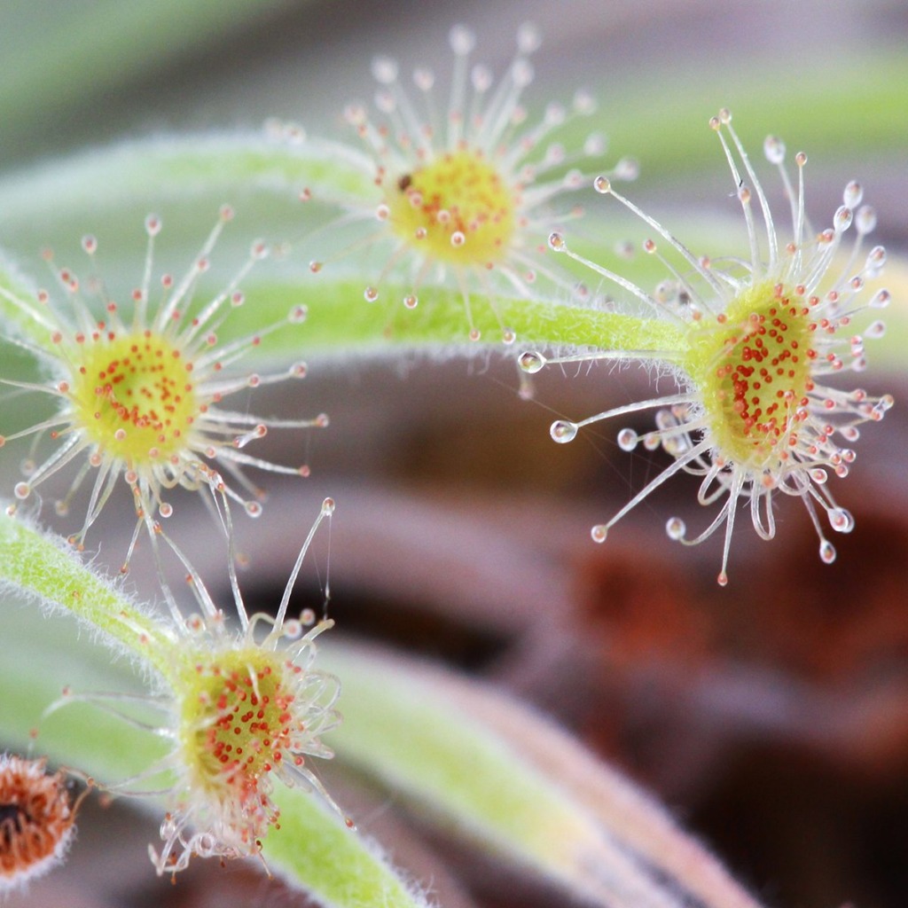 Drosera derbyensis - Wooly Sundew of Australia | Curious Plant