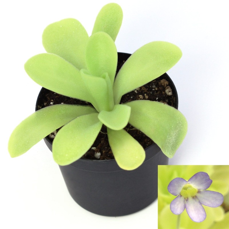 Pinguicula Agnata True Blue Butterwort Curious Plant