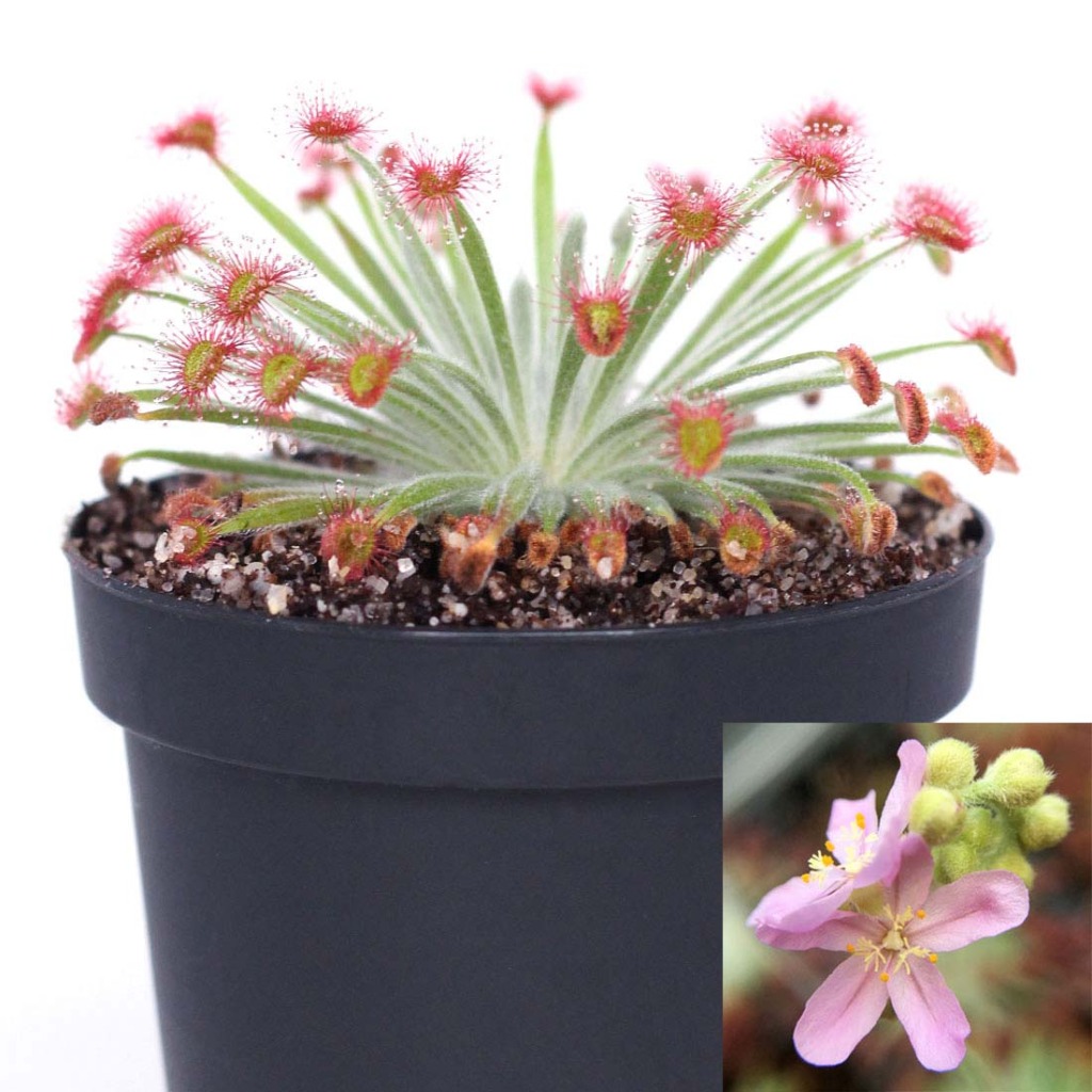 Drosera ordensis - Wooly Sundew of Australia | Curious Plant