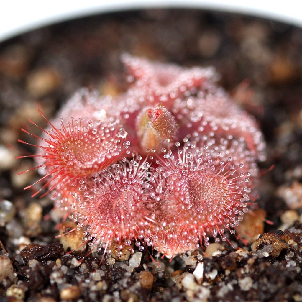 Sundews (Drosera) - Carnivorous Plants | Curious Plant