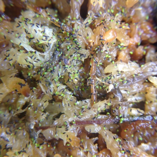 Drosera capensis 'Big Pink' - Giant Cape Sundew | Curious Plant