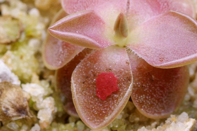 How To Feed Carnivorous Plants - Tips & Techniques | Curious Plant