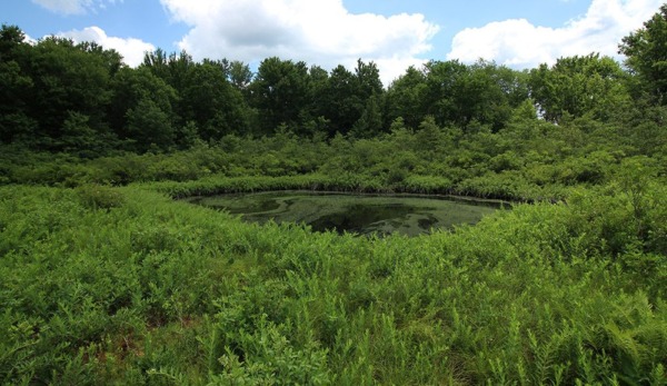 Carnivorous Plants of Ohio - Fens and Bogs | Curious Plant