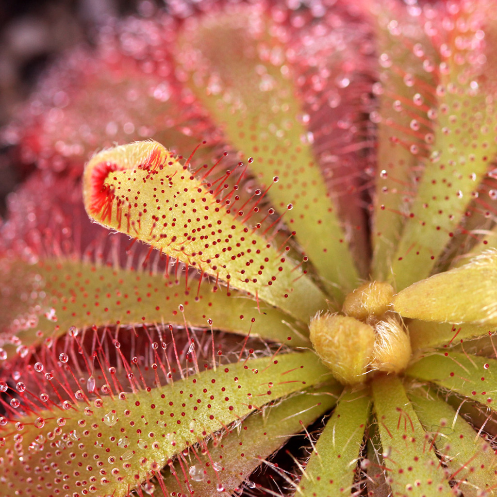 Drosera aliciae - The Alice Sundew | Curious Plant
