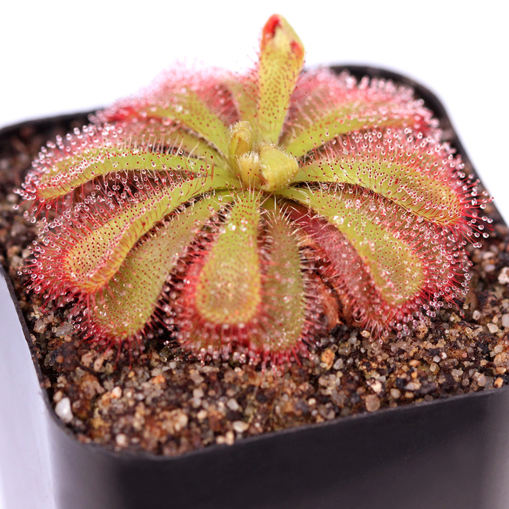 Drosera aliciae - The Alice Sundew | Curious Plant