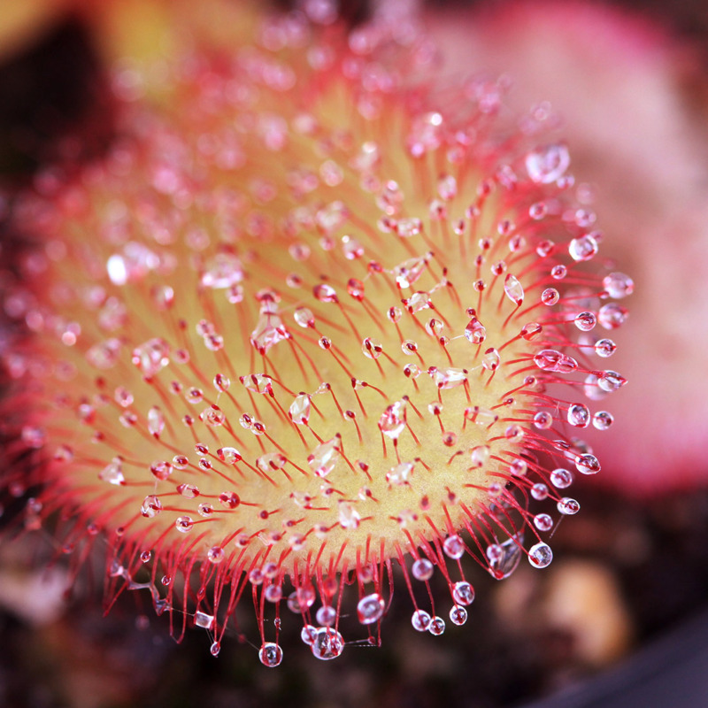 Drosera 'Andromeda' (schizandra x prolifera) | Curious Plant