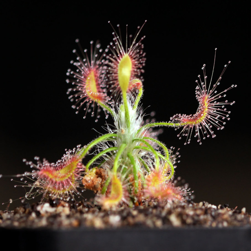 Drosera scorpioides - Pygmy Sundews | Curious Plant