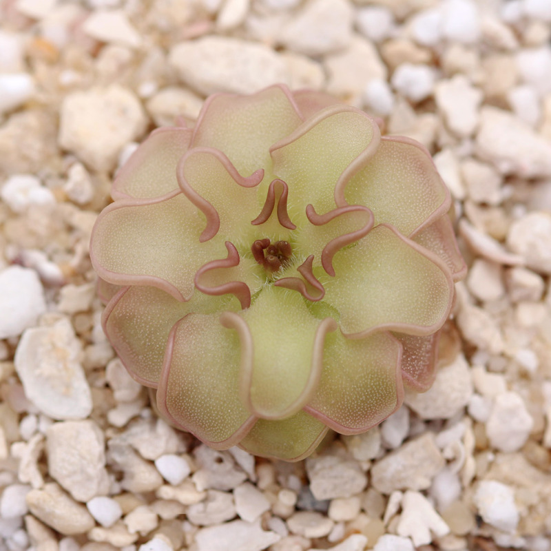 Pinguicula rotundiflora - Mexican Butterwort | Curious Plant