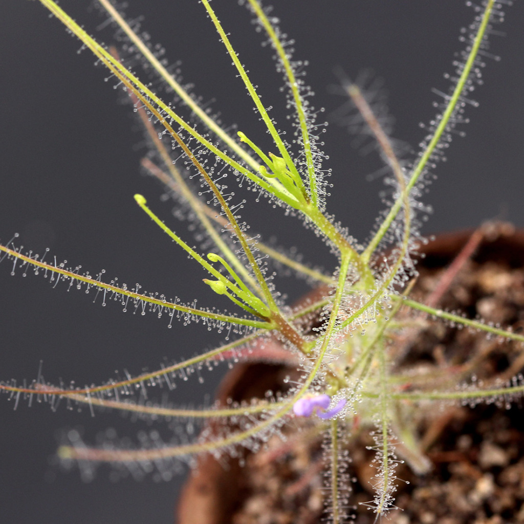 Byblis liniflora - The Rainbow Plant | Curious Plant