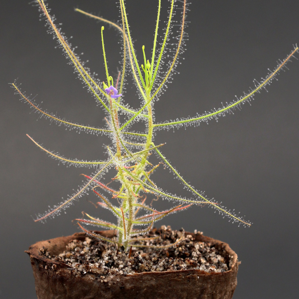 Byblis liniflora - The Rainbow Plant | Curious Plant