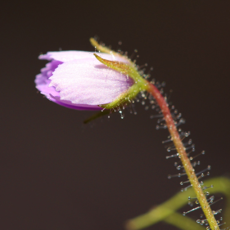 Byblis liniflora - The Rainbow Plant | Curious Plant