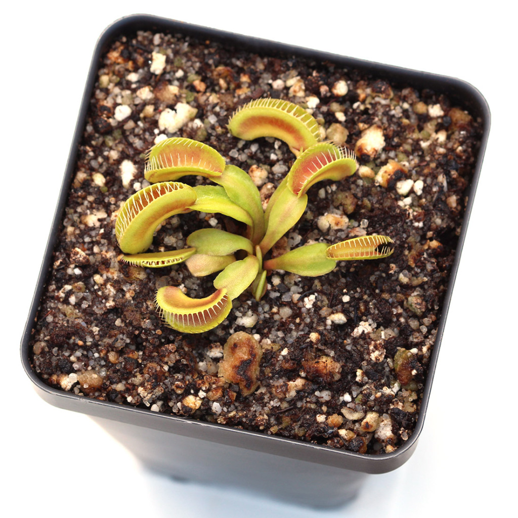 Venus Flytrap 'Alien' - Dionaea muscipula Cultivar | Curious Plant