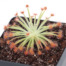 Drosera derbyensis x ordensis hybrid - Australian Petiolaris Complex ...