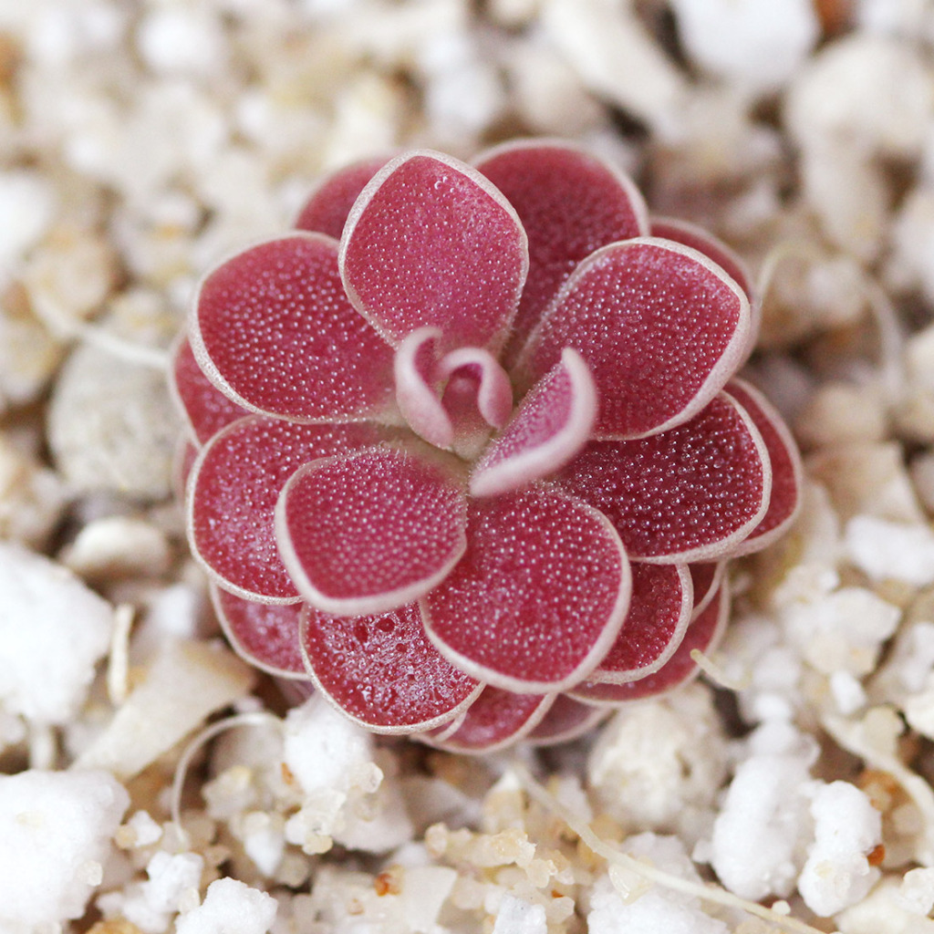 Butterworts (Pinguicula) - Carnivorous Plants | Curious Plant