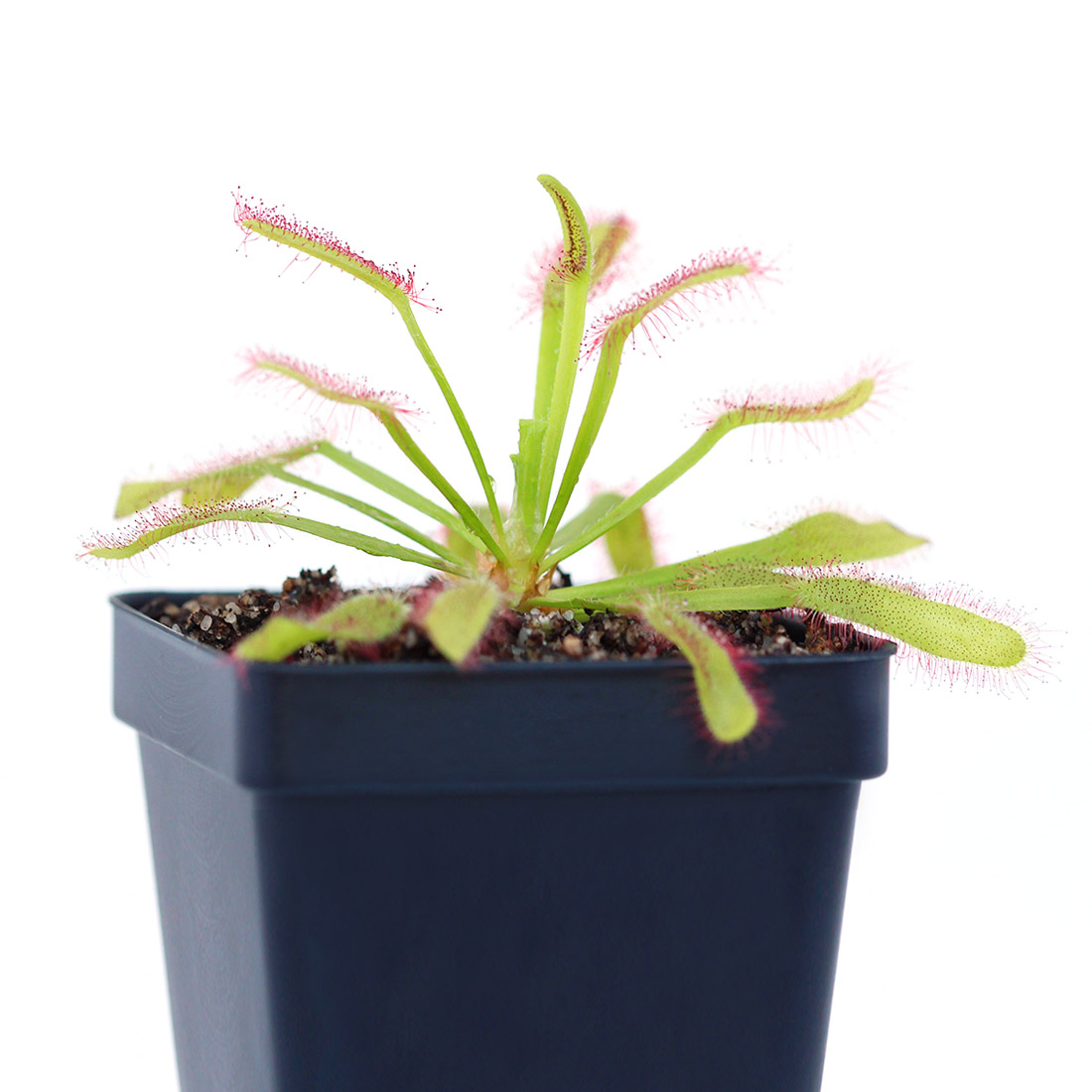 Drosera capensis 'Wide Leaf' - Cape Sundew | Curious Plant