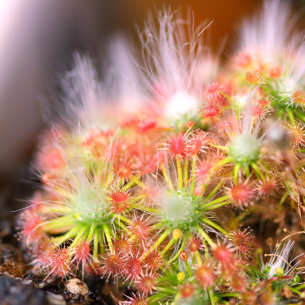 Pygmy Sundews (Drosera) | Curious Plant