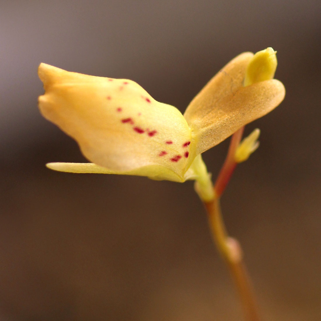 Bladderworts (Utricularia) | Curious Plant