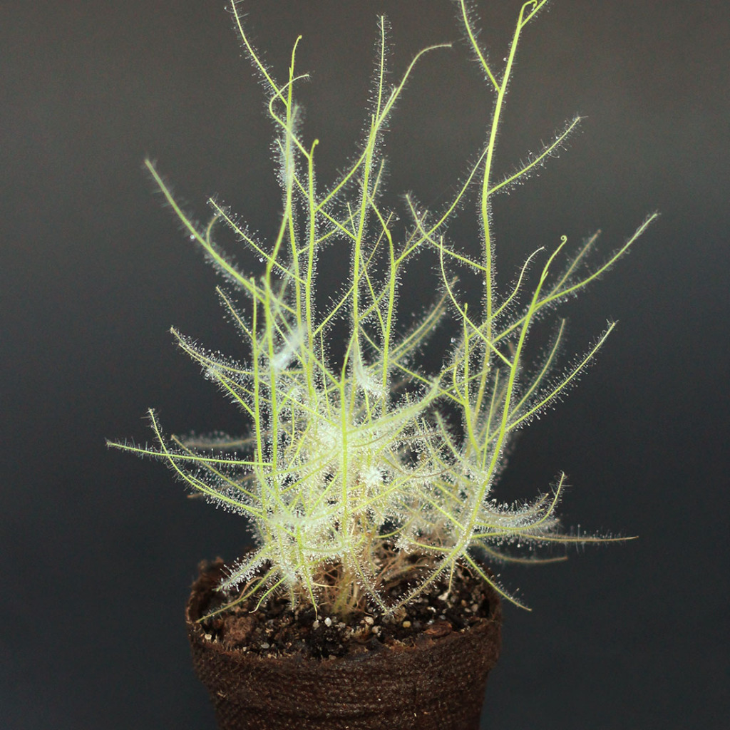 Rainbow Plants (Byblis) | Curious Plant