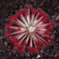 Drosera aff. lanata - Australian Petiolaris Complex Sundew | Curious Plant