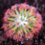 Drosera fulva - Australian Petiolaris Complex Sundew | Curious Plant