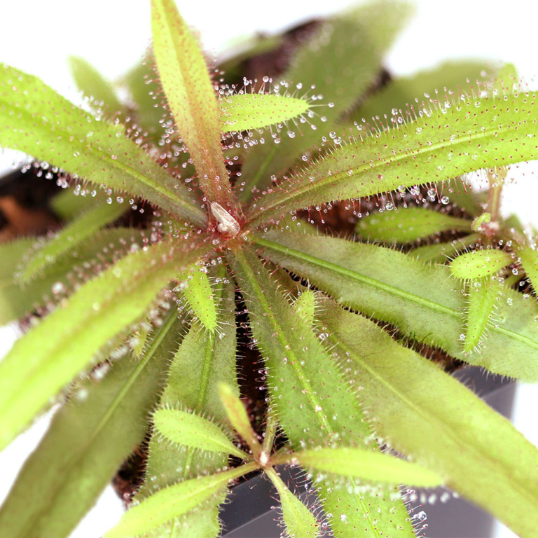 Drosera adelae 'Giant' - Lance-Leaf Sundew | Curious Plant