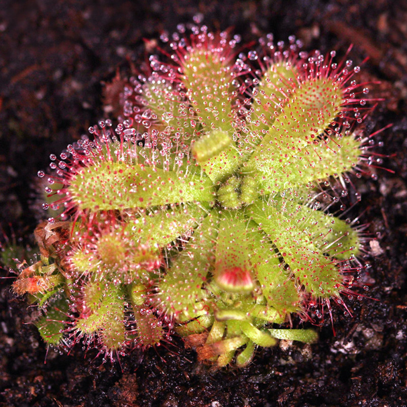 Winter Growing Sundews (Drosera) | Curious Plant