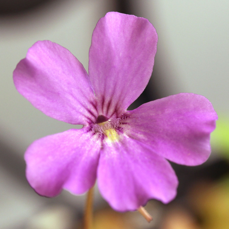 Pinguicula rotundiflora x gypsicola - Butterwort Hybrid | Curious Plant