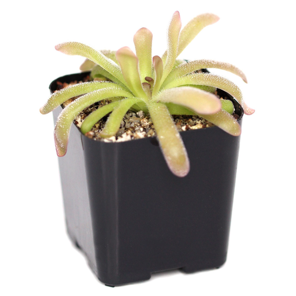 Pinguicula rotundiflora x gypsicola - Butterwort Hybrid | Curious Plant