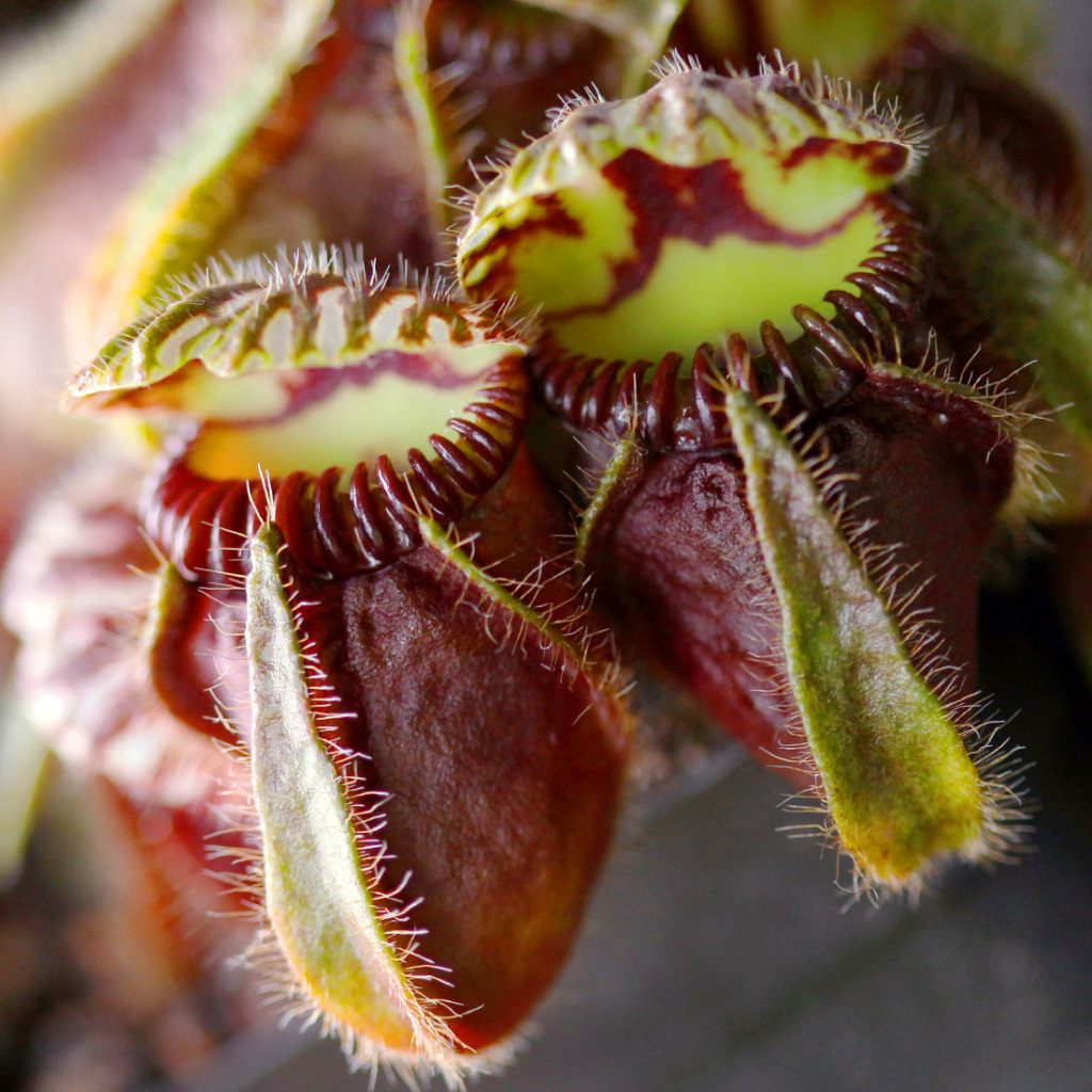 Cephalotus follicularis - Australian Pitcher Plant | Curious Plant