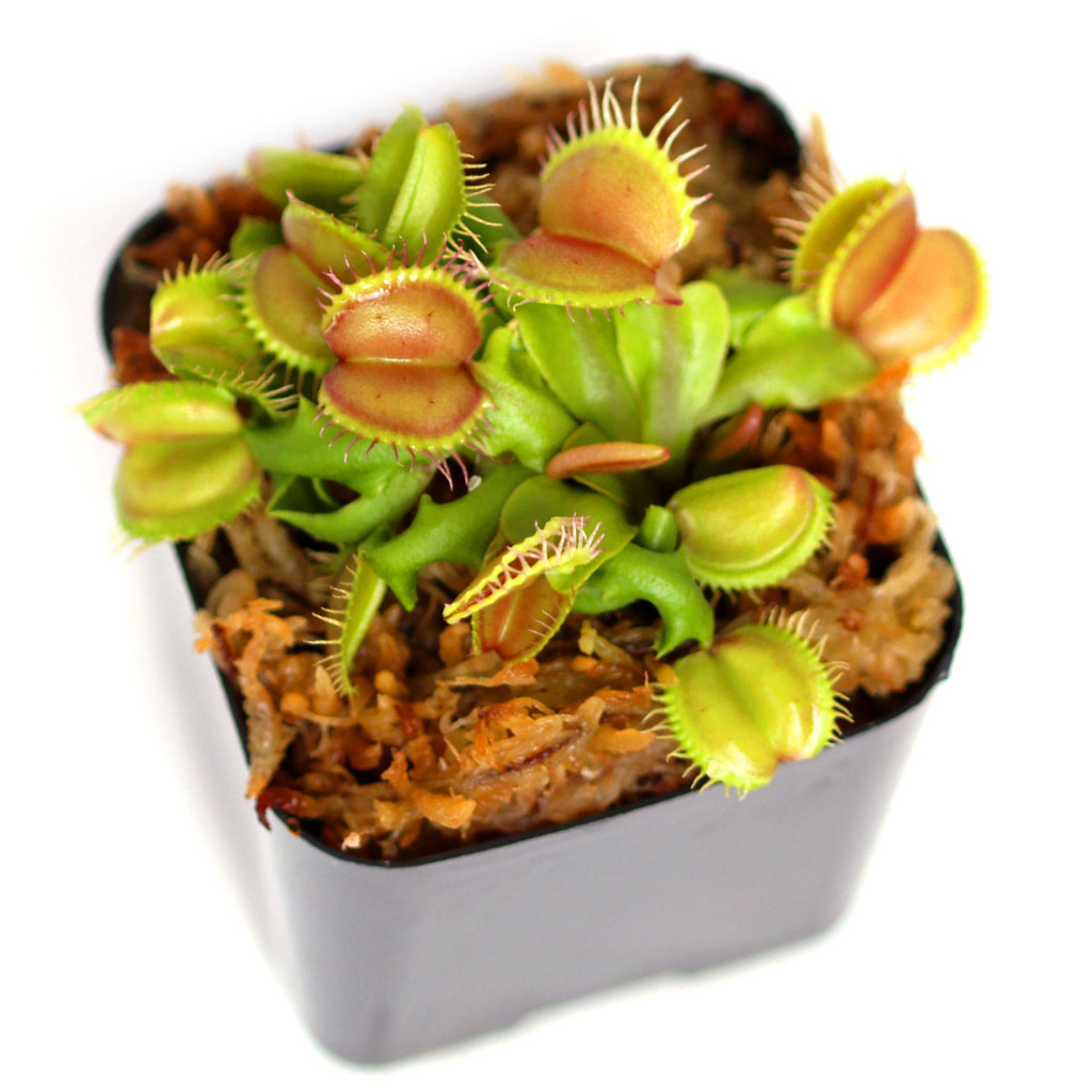Dionaea muscipula 'Angel Wings' - Venus Flytrap Cultivar | Curious Plant