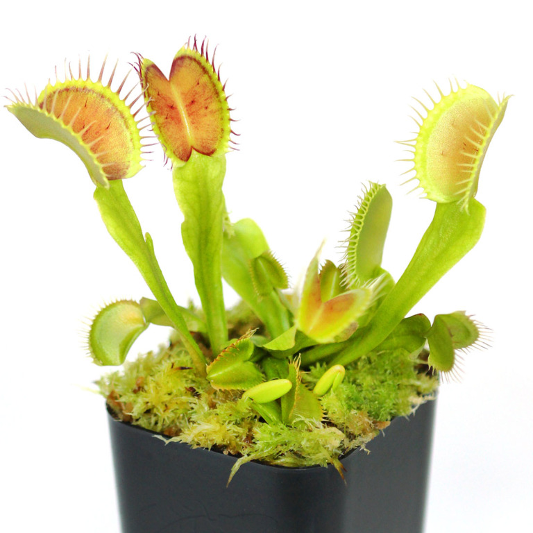 Dionaea muscipula 'B52' - Venus Flytrap Cultivar | Curious Plant