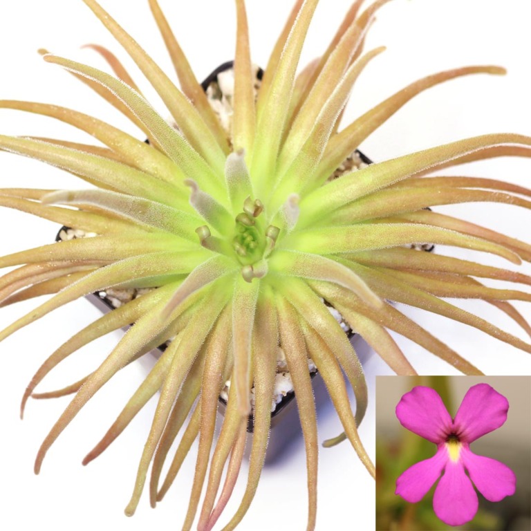 Pinguicula 'Anemone' - Mexican Butterwort | Curious Plant