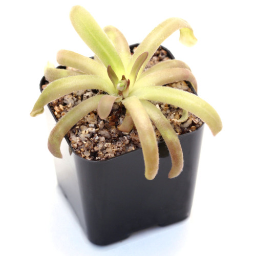 Pinguicula rotundiflora x moctezumae - Butterwort Hybrid | Curious Plant