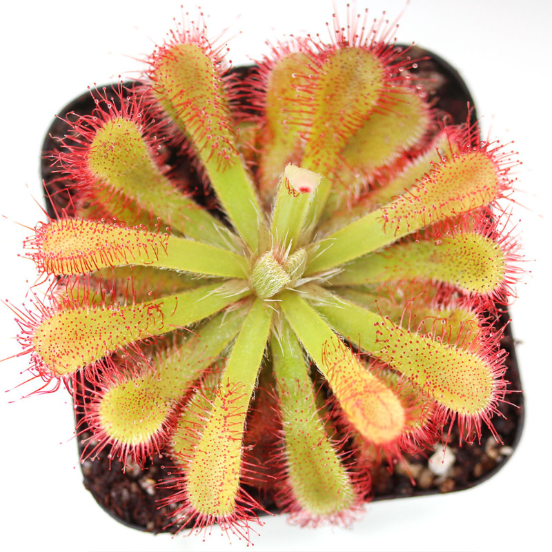 Drosera esterhuyseniae x slackii - Sundew Hybrid | Curious Plant