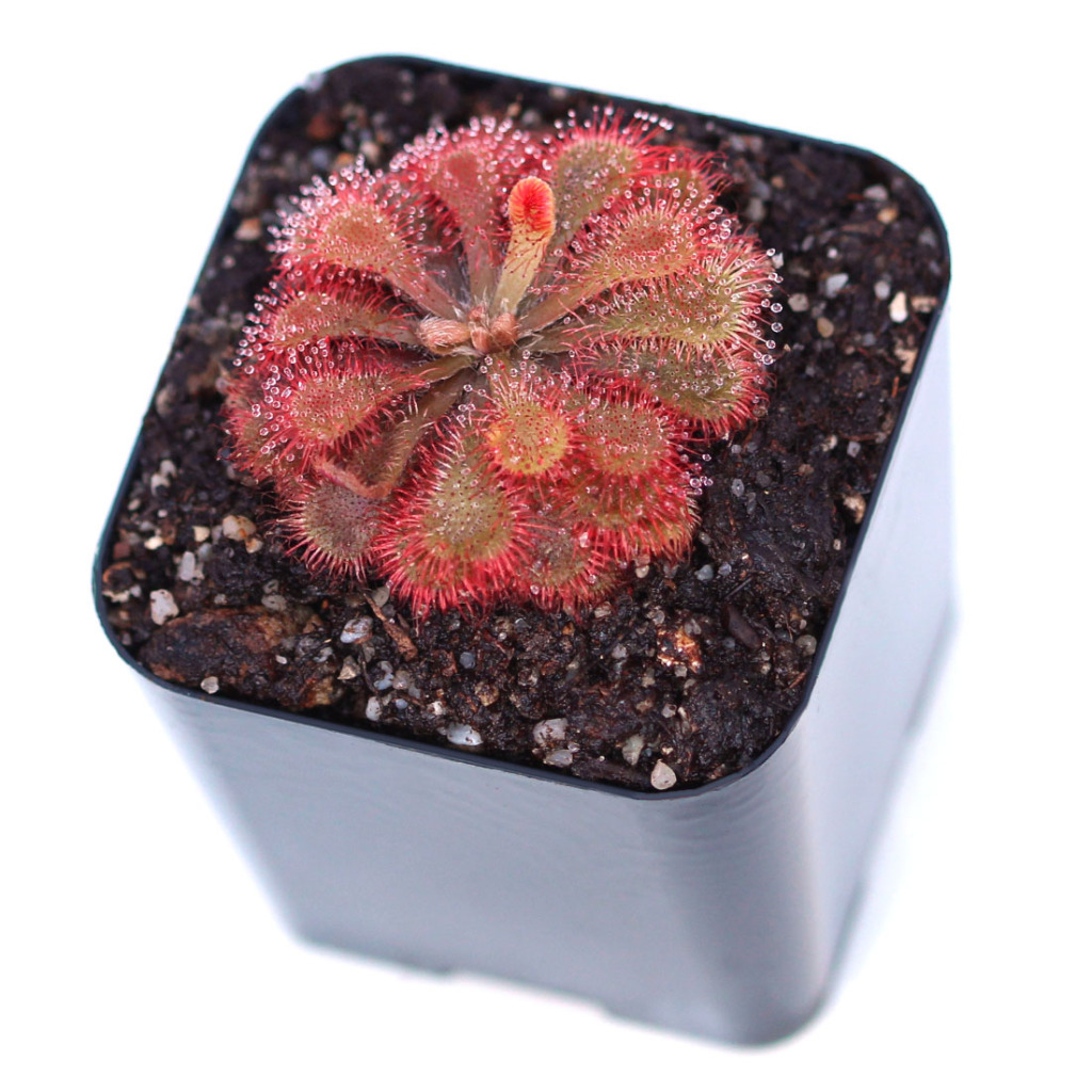 Drosera natalensis - The Natal Sundew | Curious Plant