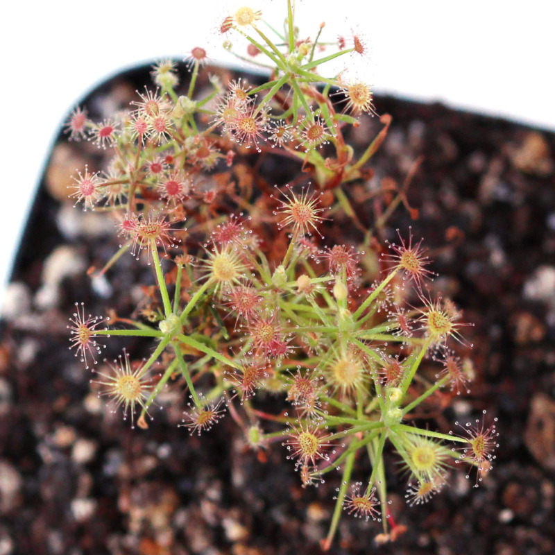 Drosera paradoxa 'TYPE Form' - Petiolaris Sundew | Curious Plant