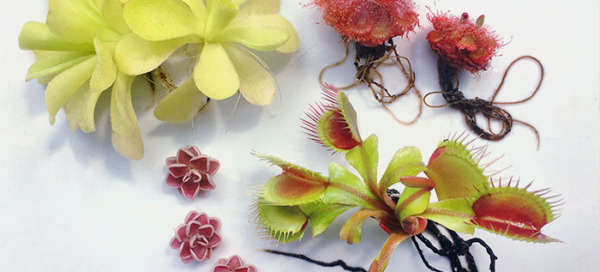How To Pot Bare Root Carnivorous Plants | Curious Plant