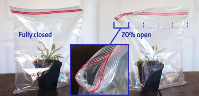 Carnivorous Plant Acclimation After Shipping | Curious Plant