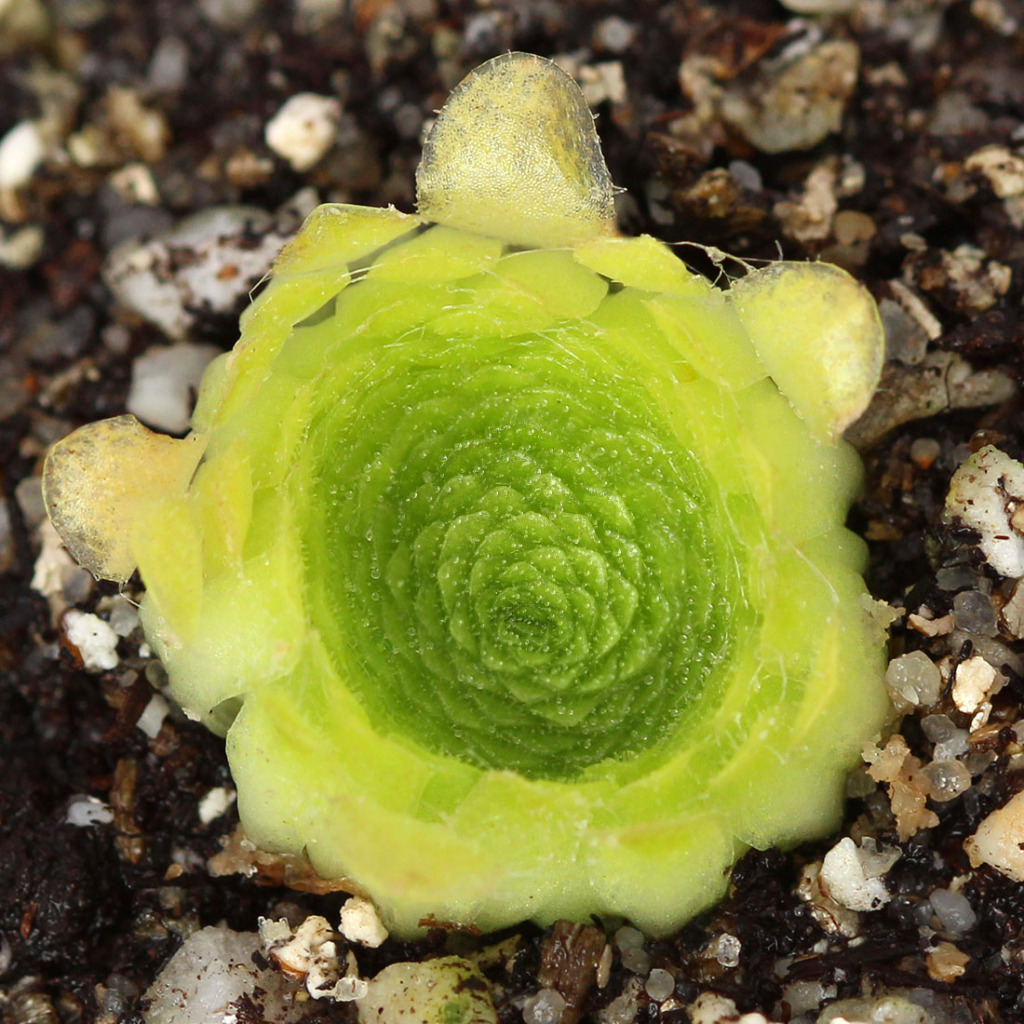 Pinguicula colimensis - Mexican Butterwort | Curious Plant