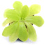 Pinguicula colimensis - Mexican Butterwort | Curious Plant