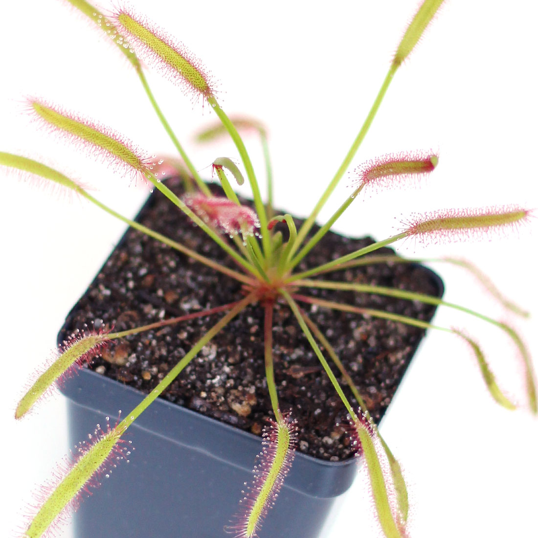 Drosera capensis 'Narrow Red Leaf' - Cape Sundew | Curious Plant