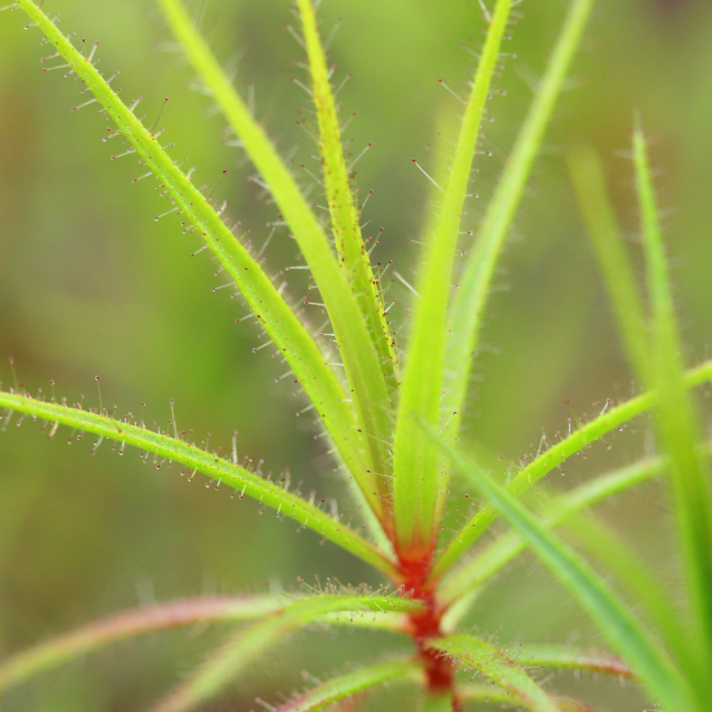 Roridula gorgonias - Carnivorous Plant | Curious Plant