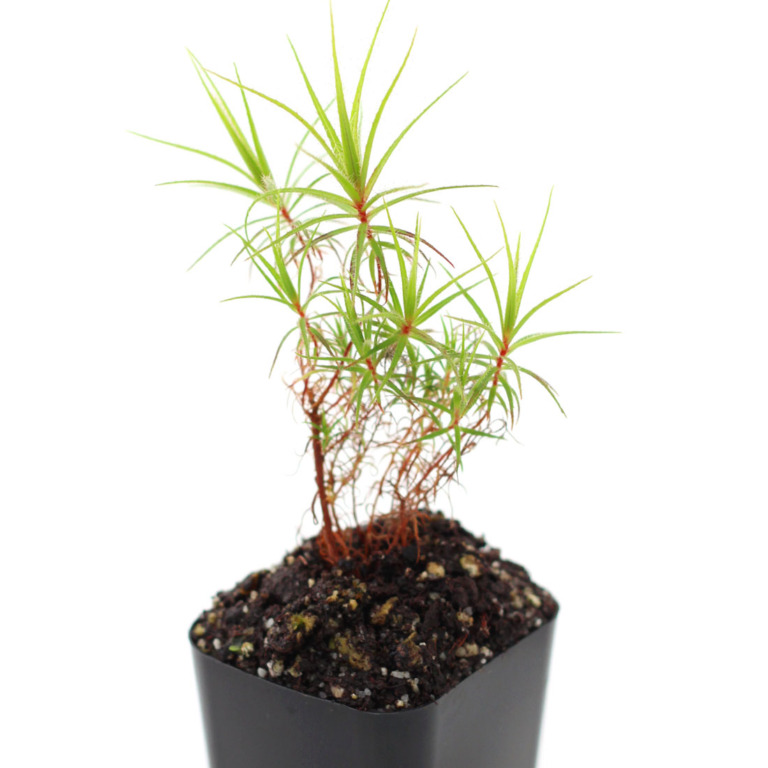 Roridula gorgonias - Carnivorous Plant | Curious Plant