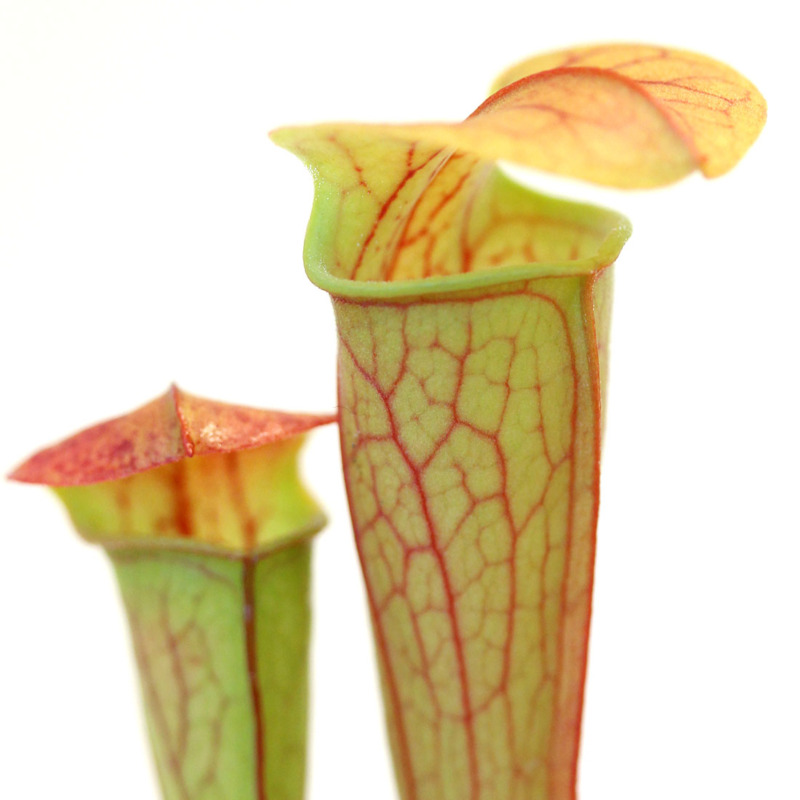 Sarracenia oreophila - The Green Pitcher Plant | Curious Plant