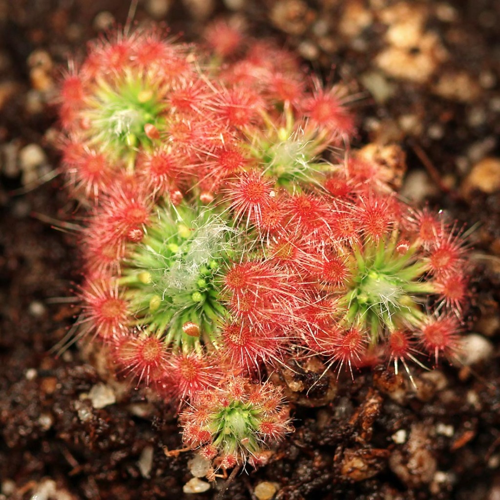 Drosera micrantha - Pygmy Sundews | Curious Plant