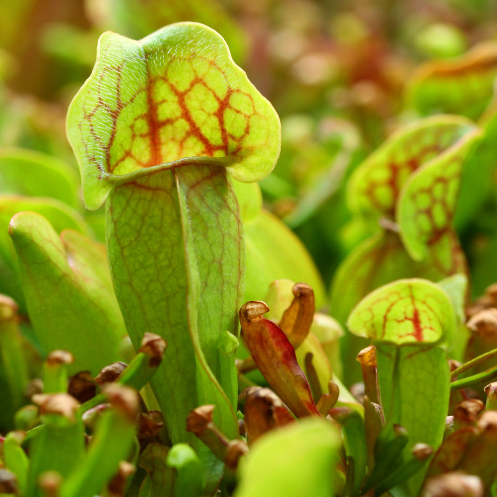 Sarracenia purpurea - The Purple Pitcher Plant | Curious Plant