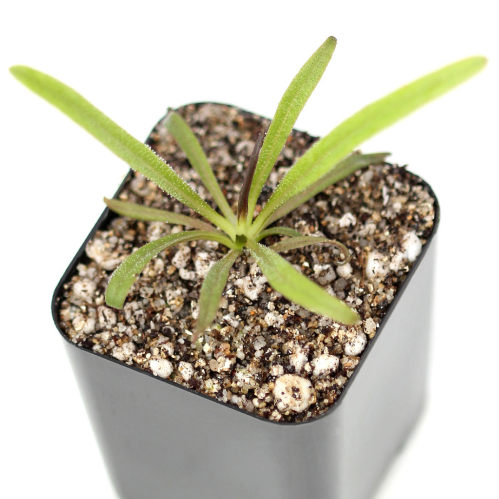 Butterworts (Pinguicula) - Carnivorous Plants | Curious Plant