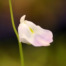 Utricularia livida 'Typical' - Tropical Bladderwort | Curious Plant