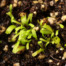 Utricularia livida 'Typical' - Tropical Bladderwort | Curious Plant